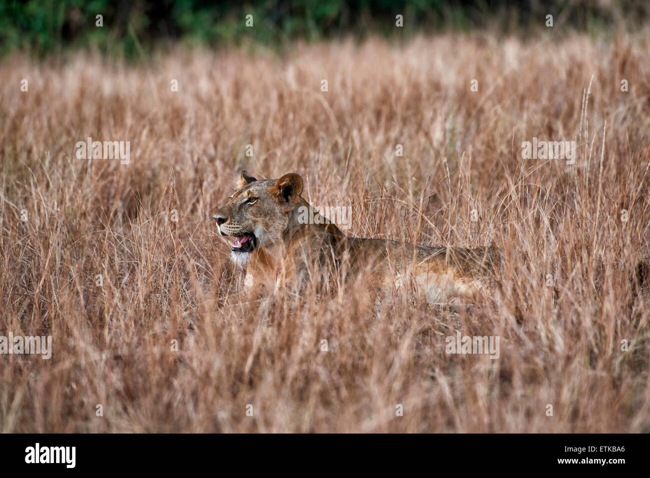 lion in grassland, Panthera leo, Queen Elizabeth National Park, Uganda ...