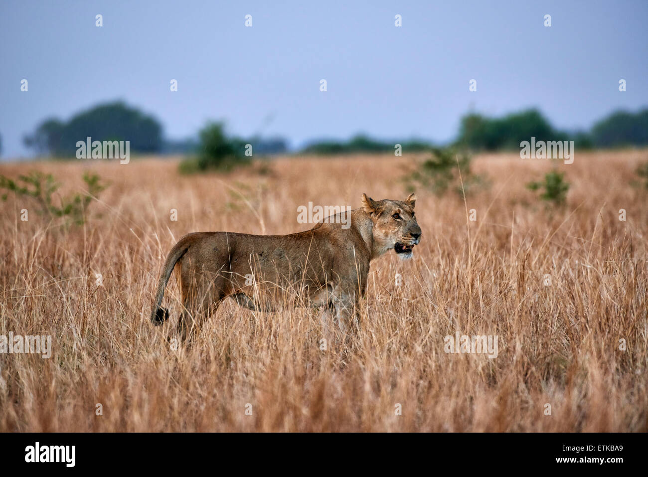 lion in grassland, Panthera leo, Queen Elizabeth National Park, Uganda ...