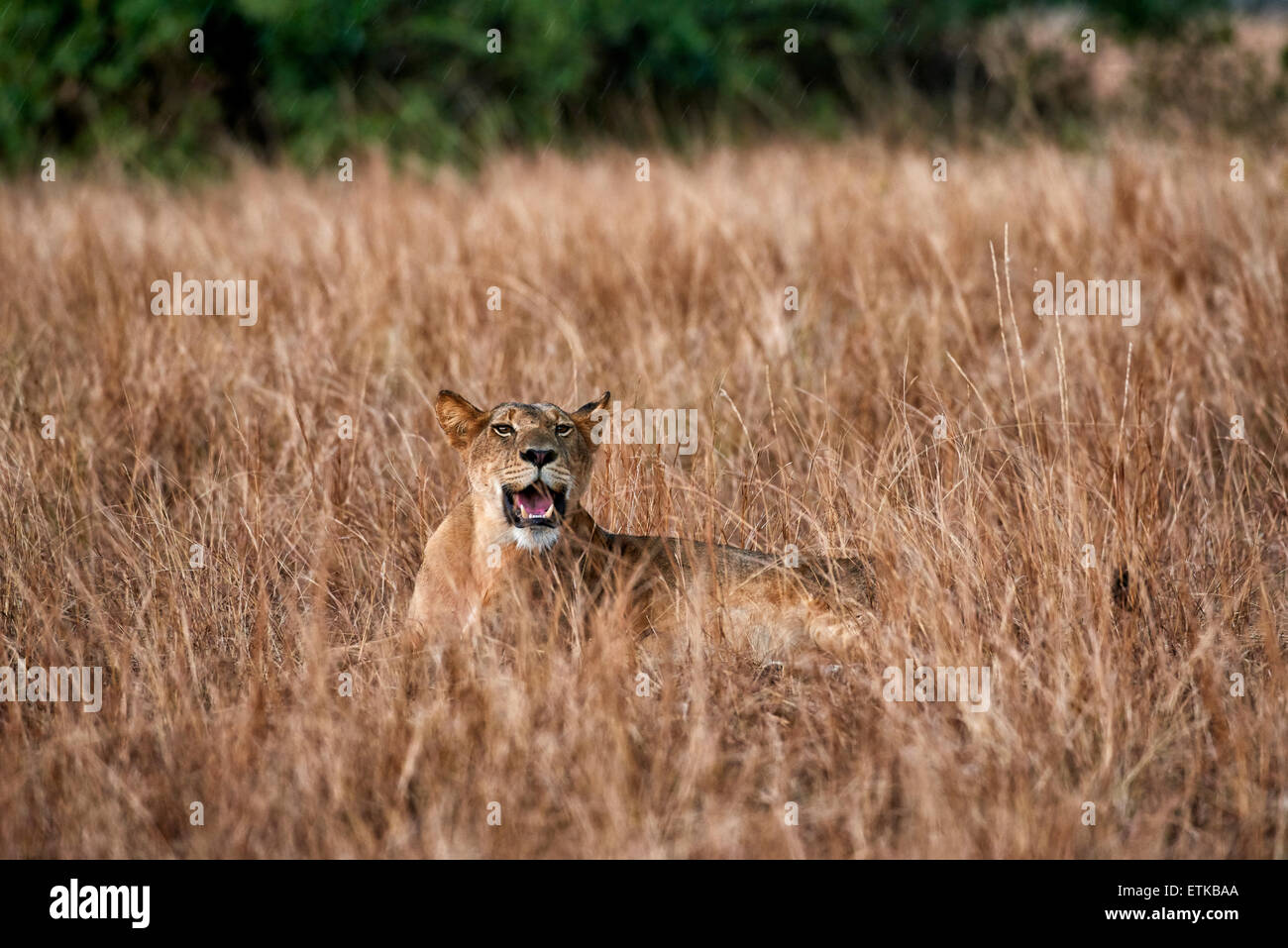 lion in grassland, Panthera leo, Queen Elizabeth National Park, Uganda ...