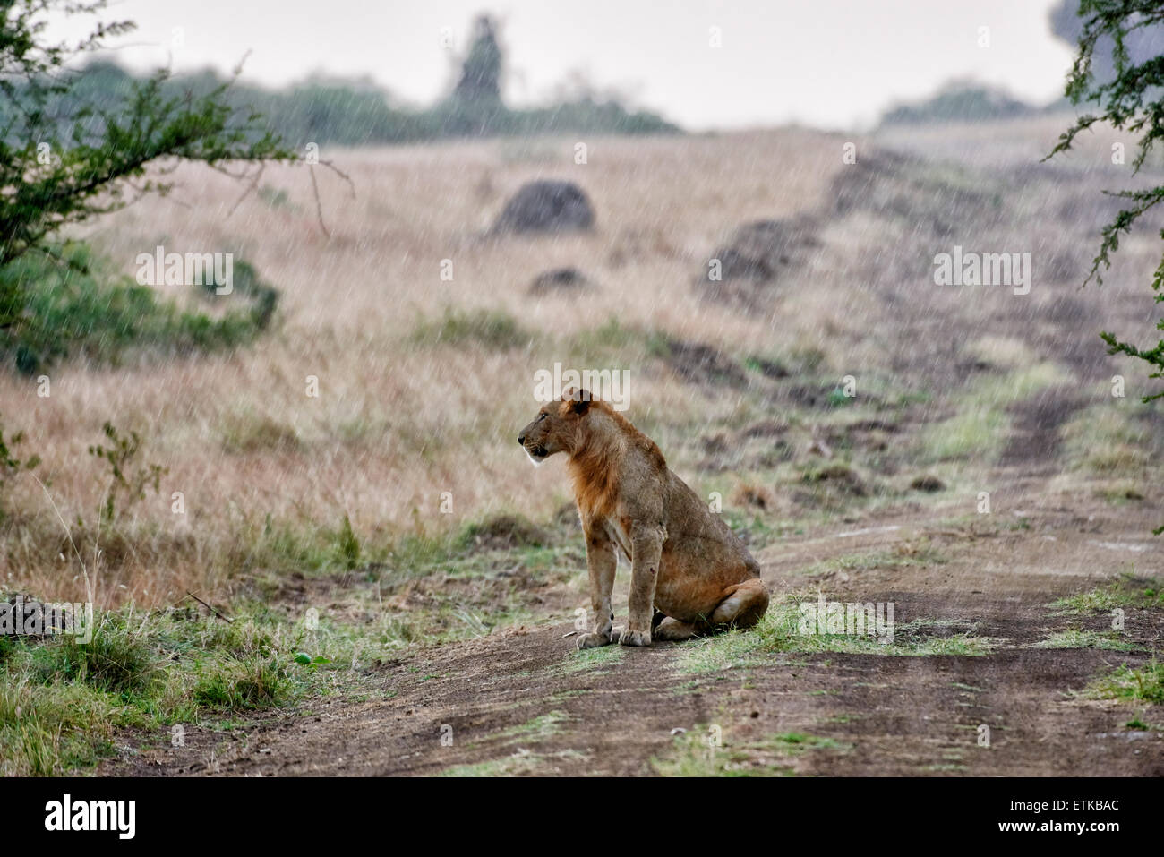 Lion in rain hi-res stock photography and images - Alamy