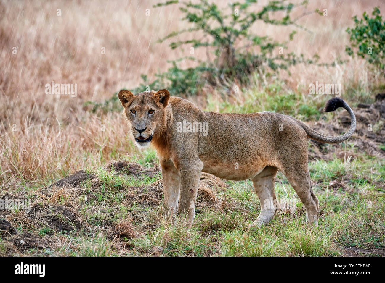 young lion in rain, Panthera leo, Queen Elizabeth National Park, Uganda ...