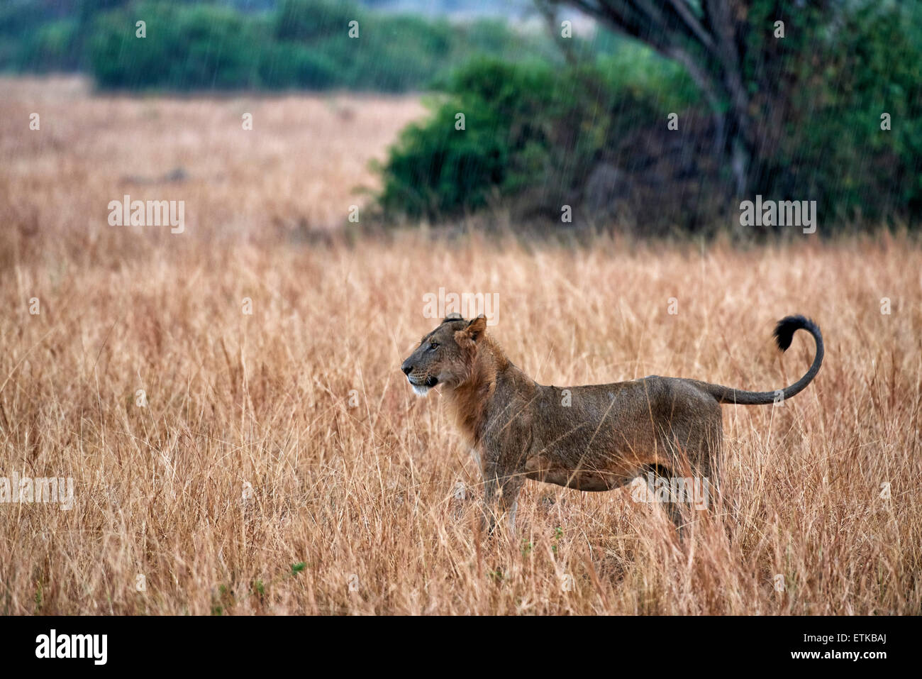 young lion in grassland, Panthera leo, Queen Elizabeth National Park ...