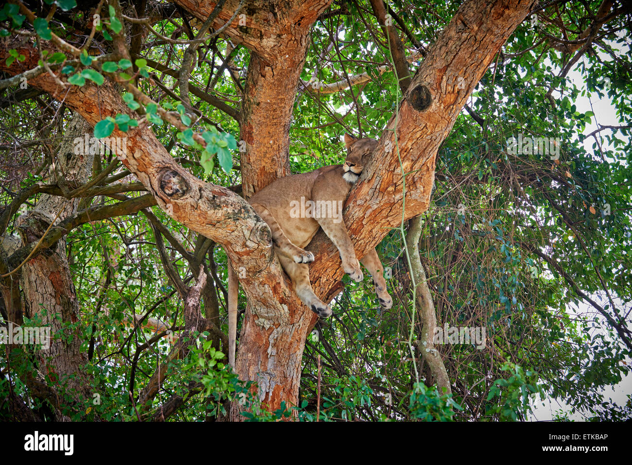 tree climbing lion, Panthera leo, Ishasha Sector, Queen Elizabeth ...