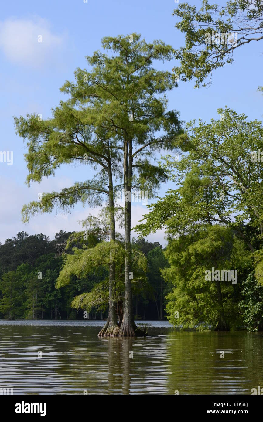 Cypress tree lake hi-res stock photography and images - Alamy