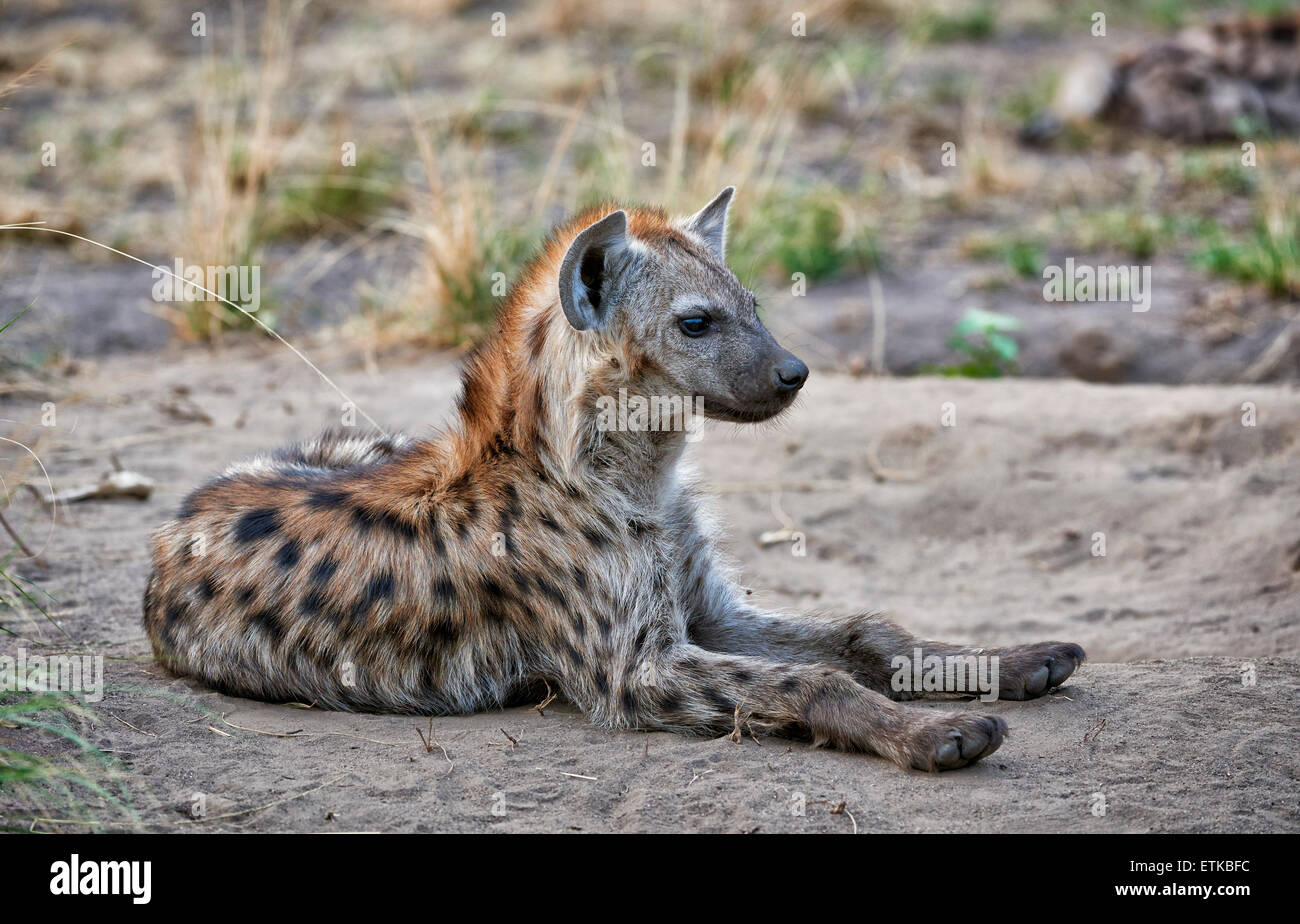 young spotted hyena, Crocuta crocuta, Ishasha Sector, Queen Elizabeth ...