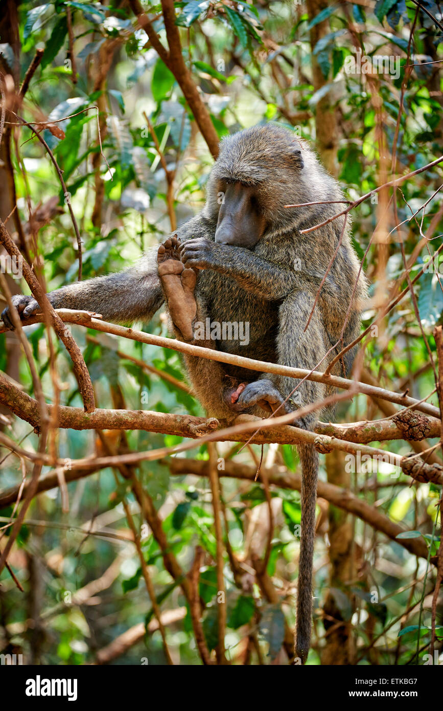 strong male Olive baboon (Papio anubis), Budongo Forest, Murchison ...