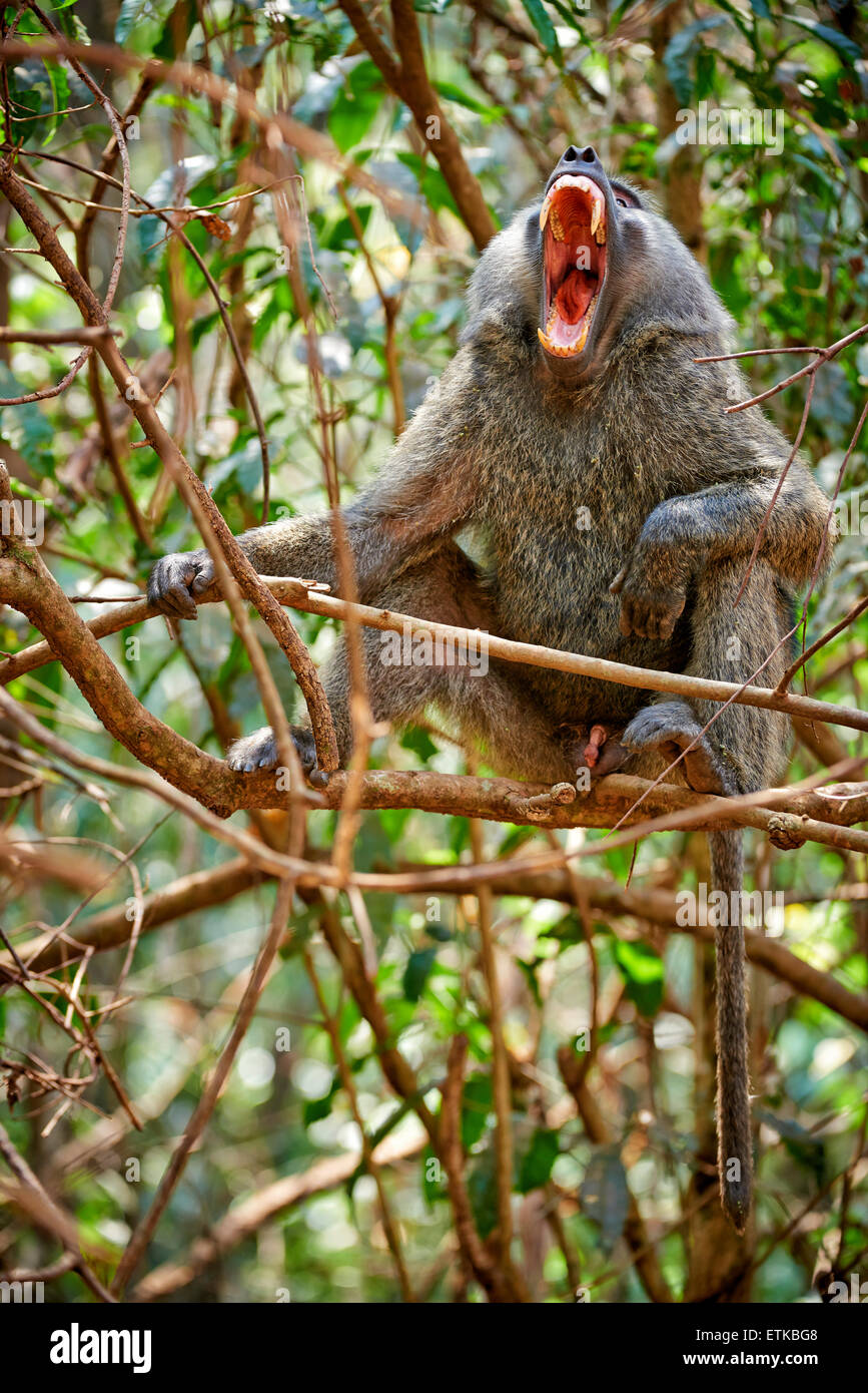 Strong baboon hi-res stock photography and images - Alamy