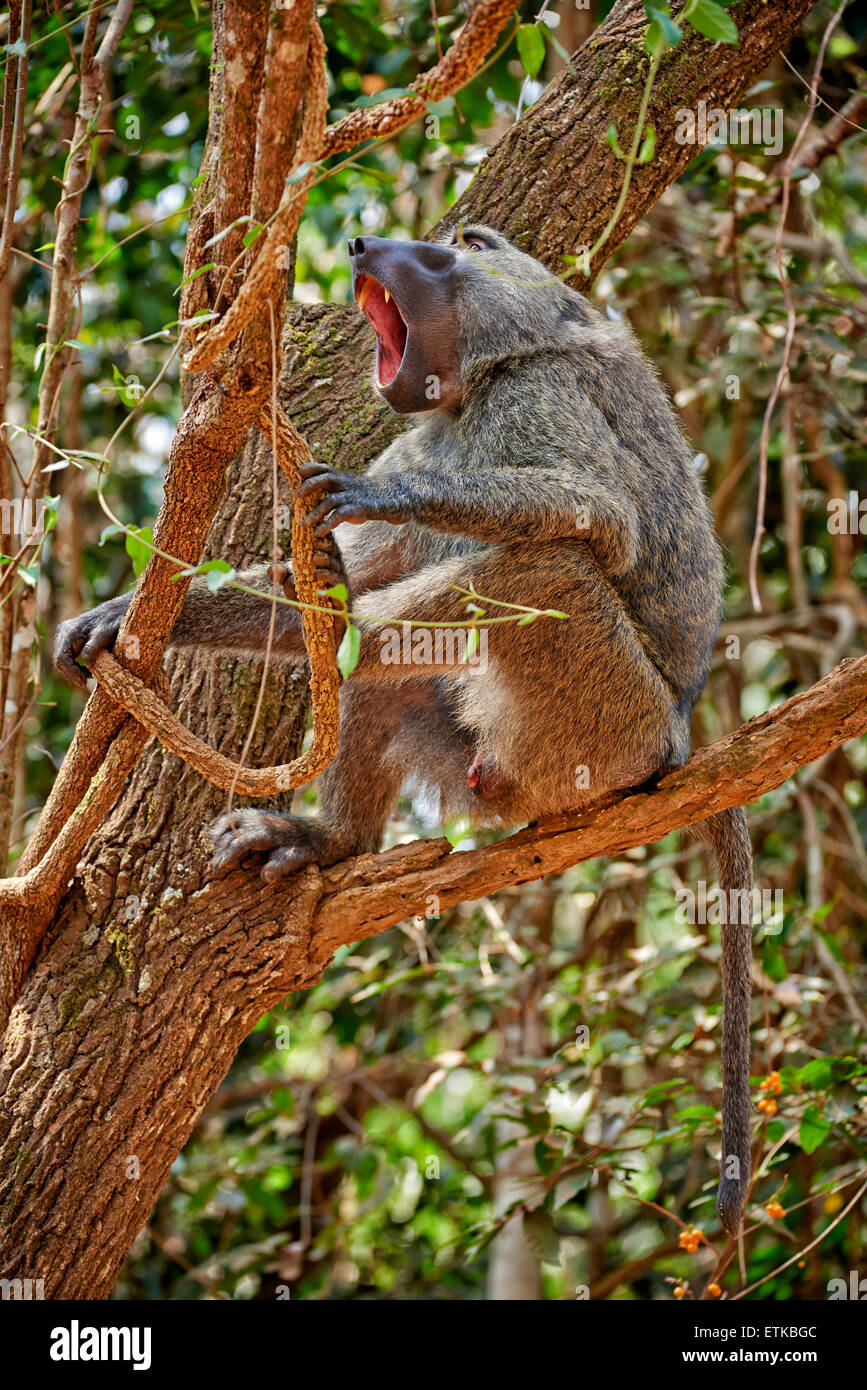 strong male Olive baboon (Papio anubis), Budongo Forest, Murchison ...