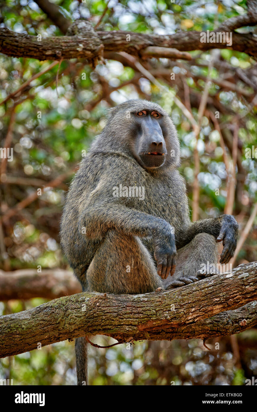 strong male Olive baboon (Papio anubis), Budongo Forest, Murchison ...