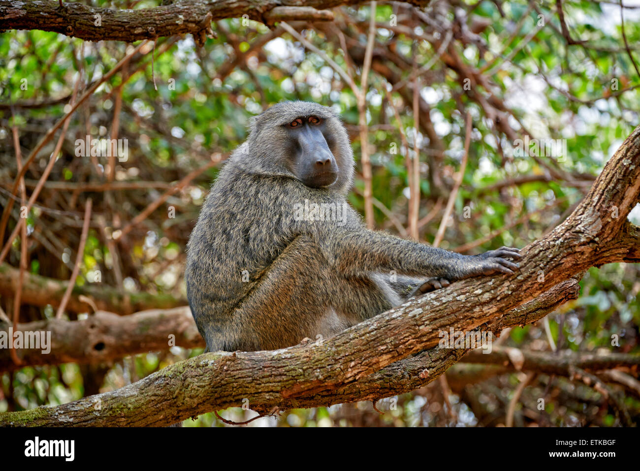 strong male Olive baboon (Papio anubis), Budongo Forest, Murchison ...