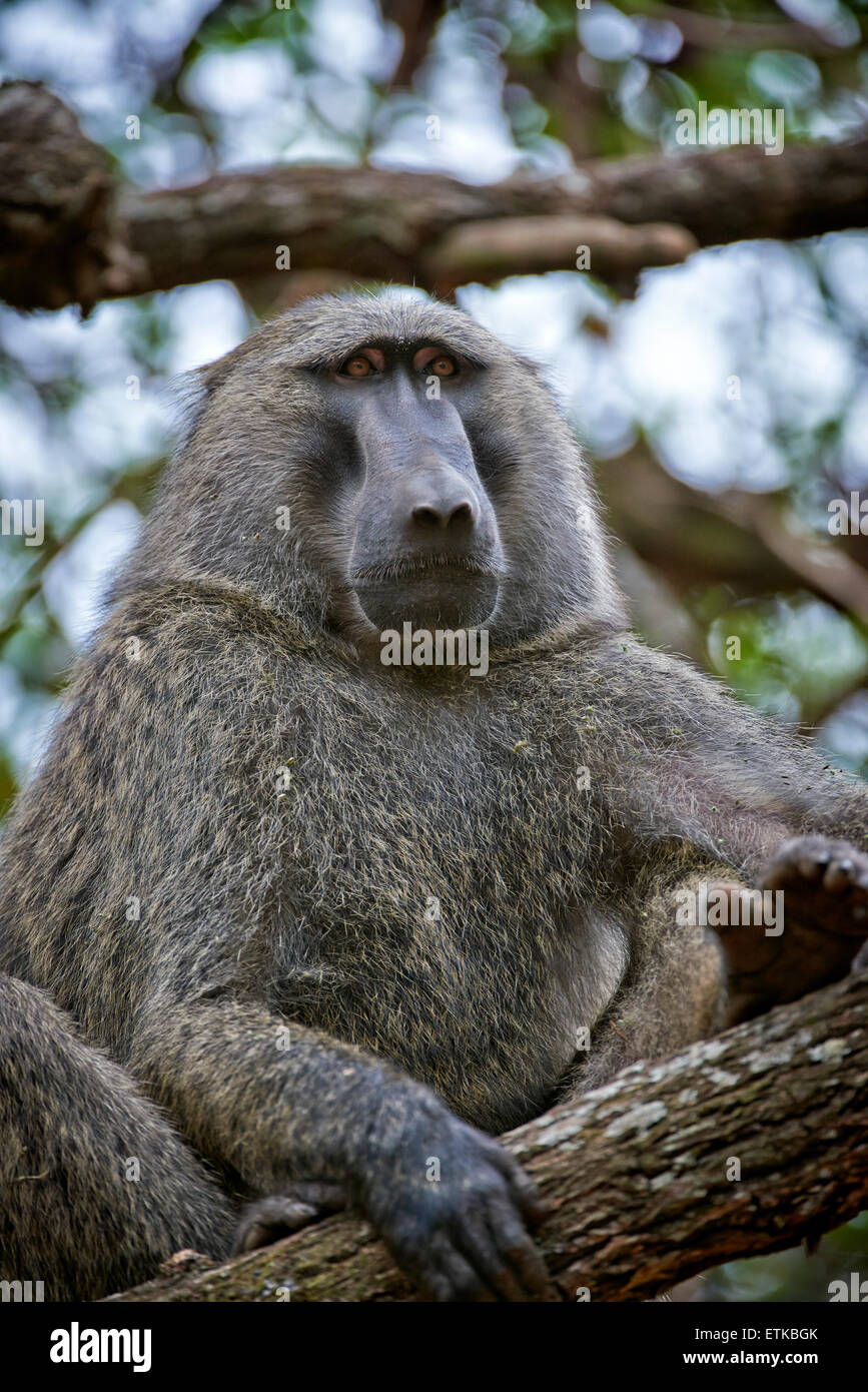 strong male Olive baboon (Papio anubis), Budongo Forest, Murchison ...