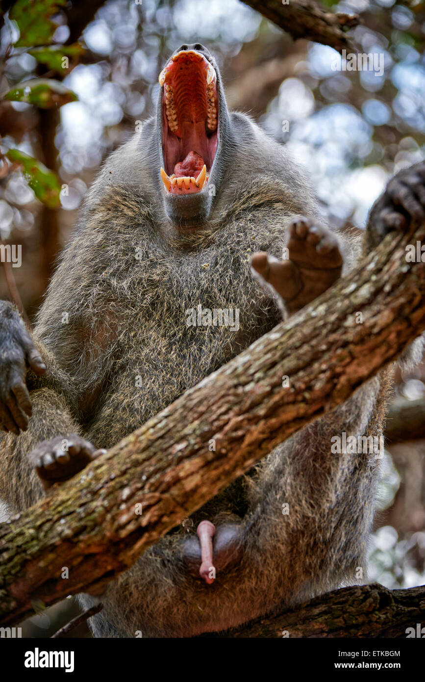 strong male Olive baboon (Papio anubis), Budongo Forest, Murchison ...