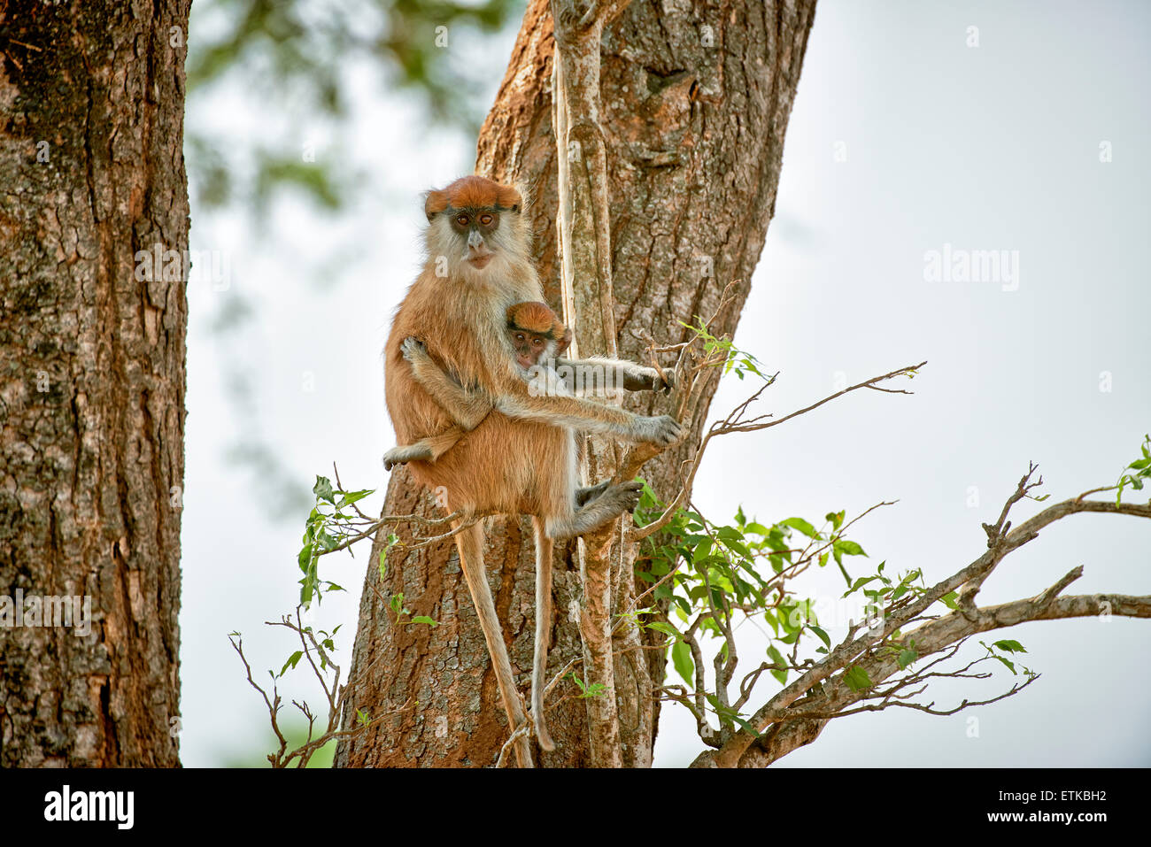 Pata pata africa hi-res stock photography and images - Alamy