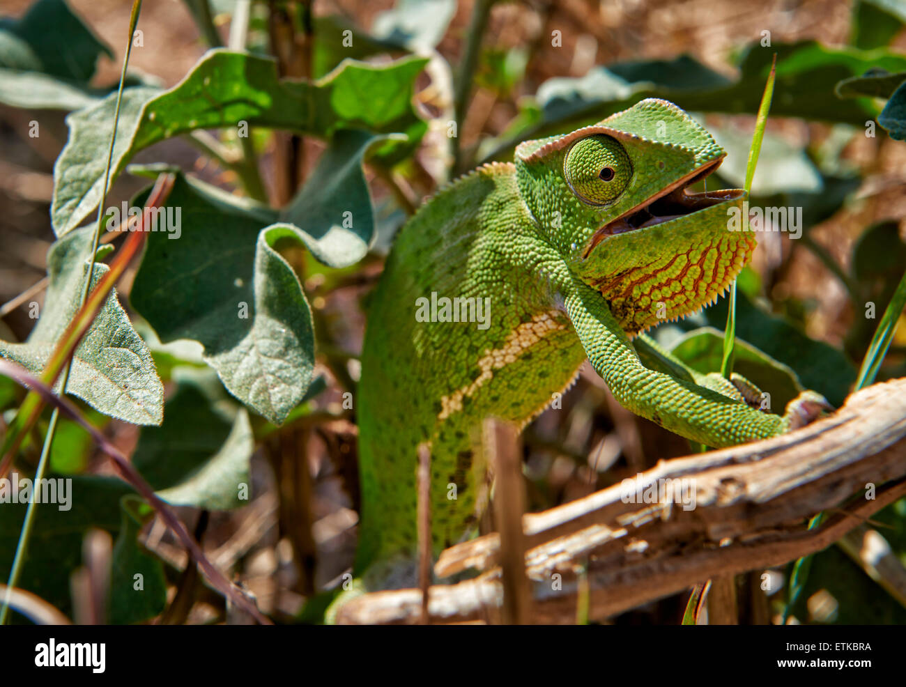 Chamaeleonidae hi-res stock photography and images - Alamy