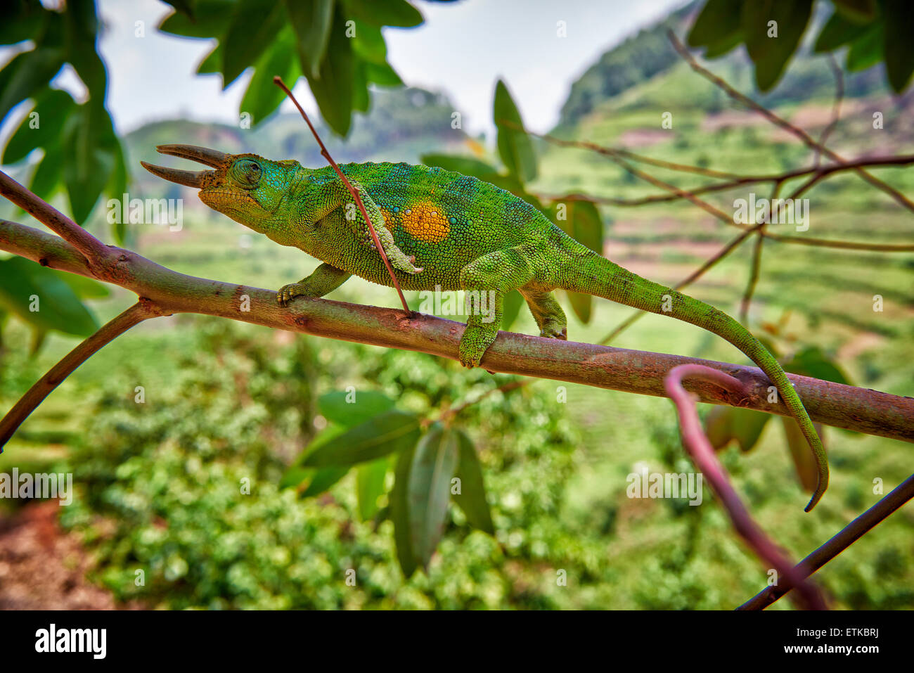 Three horned chameleon hi-res stock photography and images - Alamy
