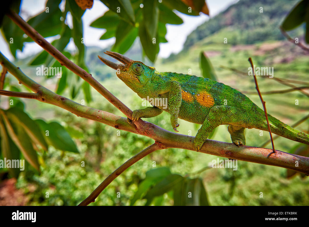 Three Horned Chameleon High Resolution Stock Photography and Images - Alamy