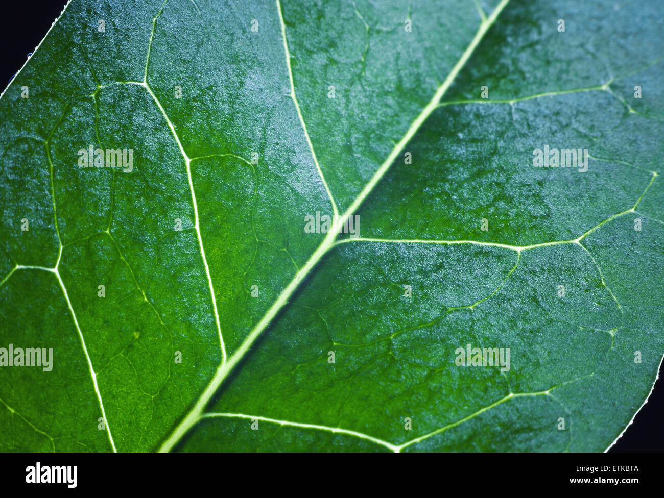 Small green leaf hi-res stock photography and images - Alamy