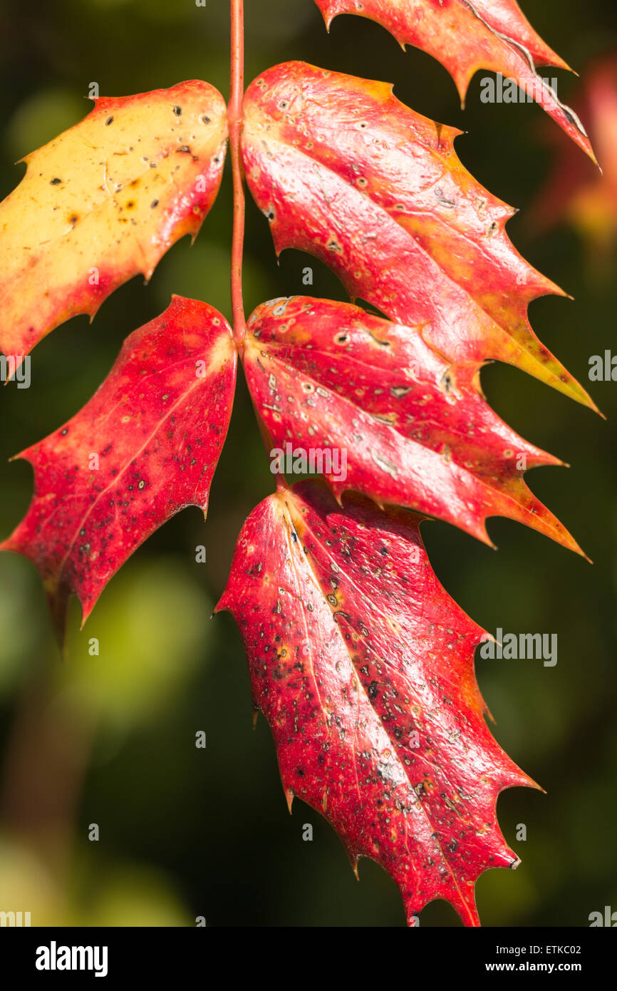 Primary leaves hi-res stock photography and images - Alamy