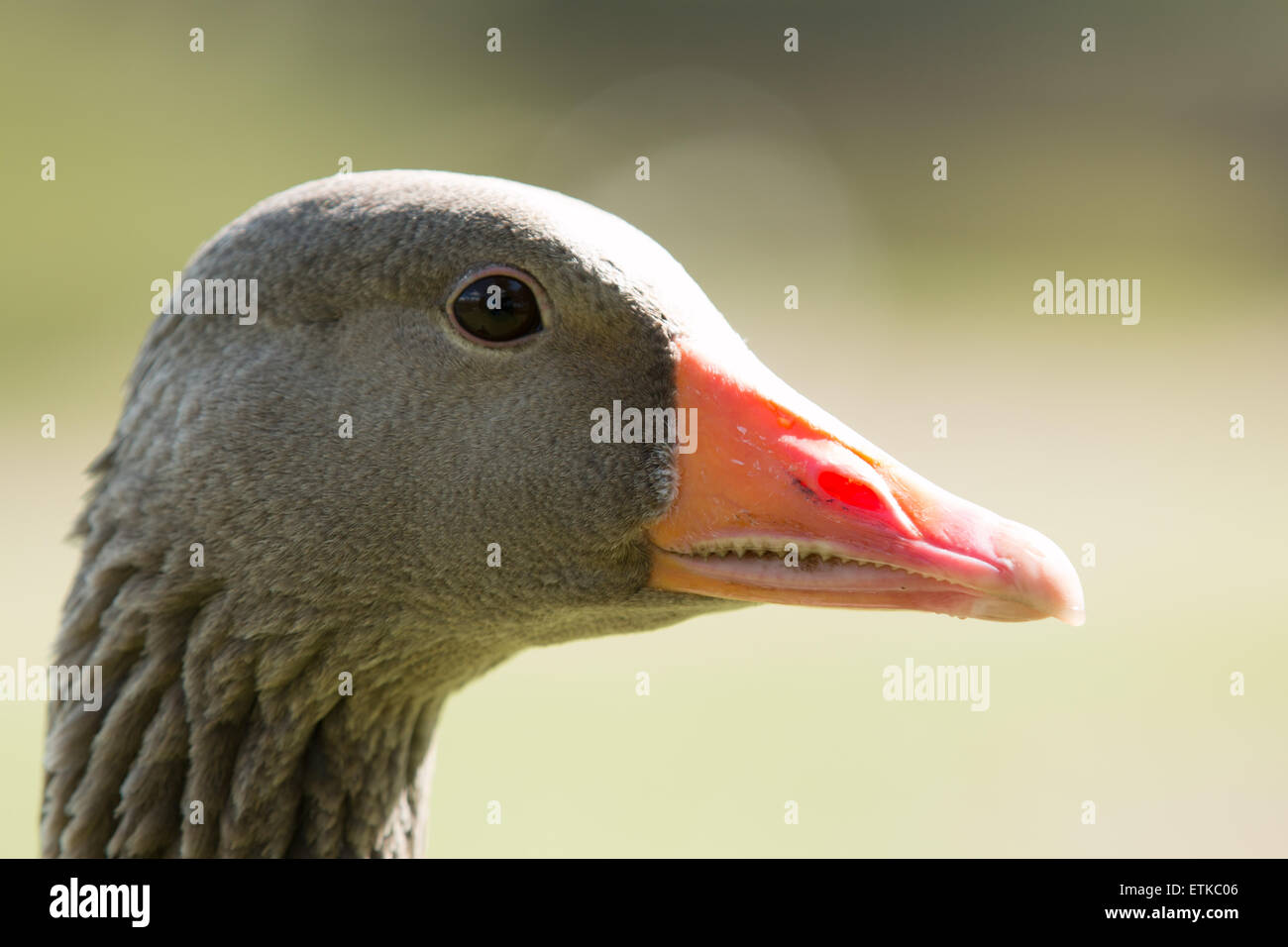 Bean goose hi-res stock photography and images - Alamy