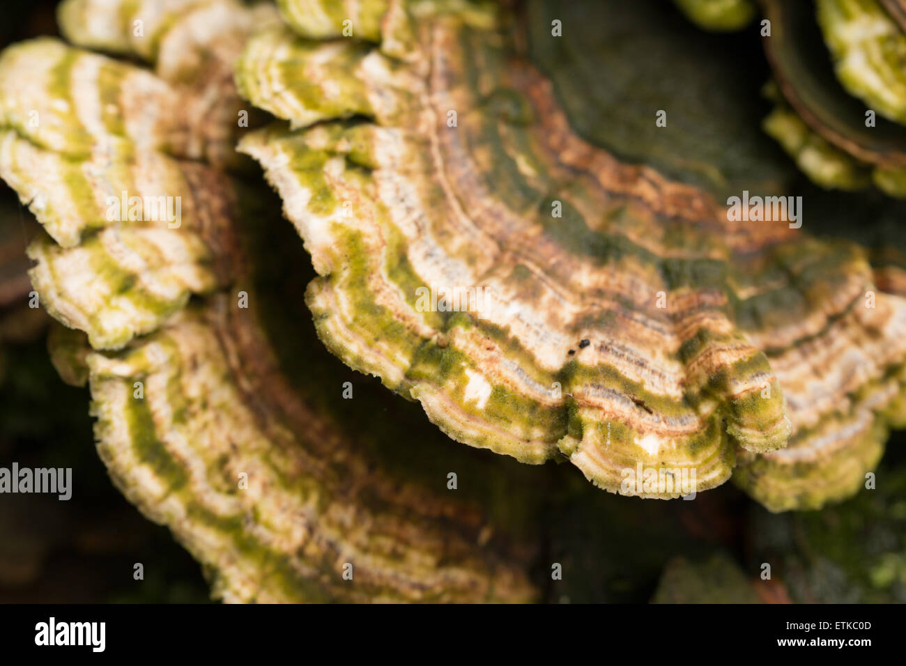 Fungi growing on a log Stock Photo - Alamy