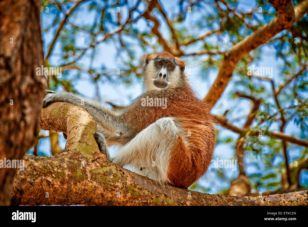 patas monkey or Hussar monkey, Erythrocebus pata, Murchison Falls ...