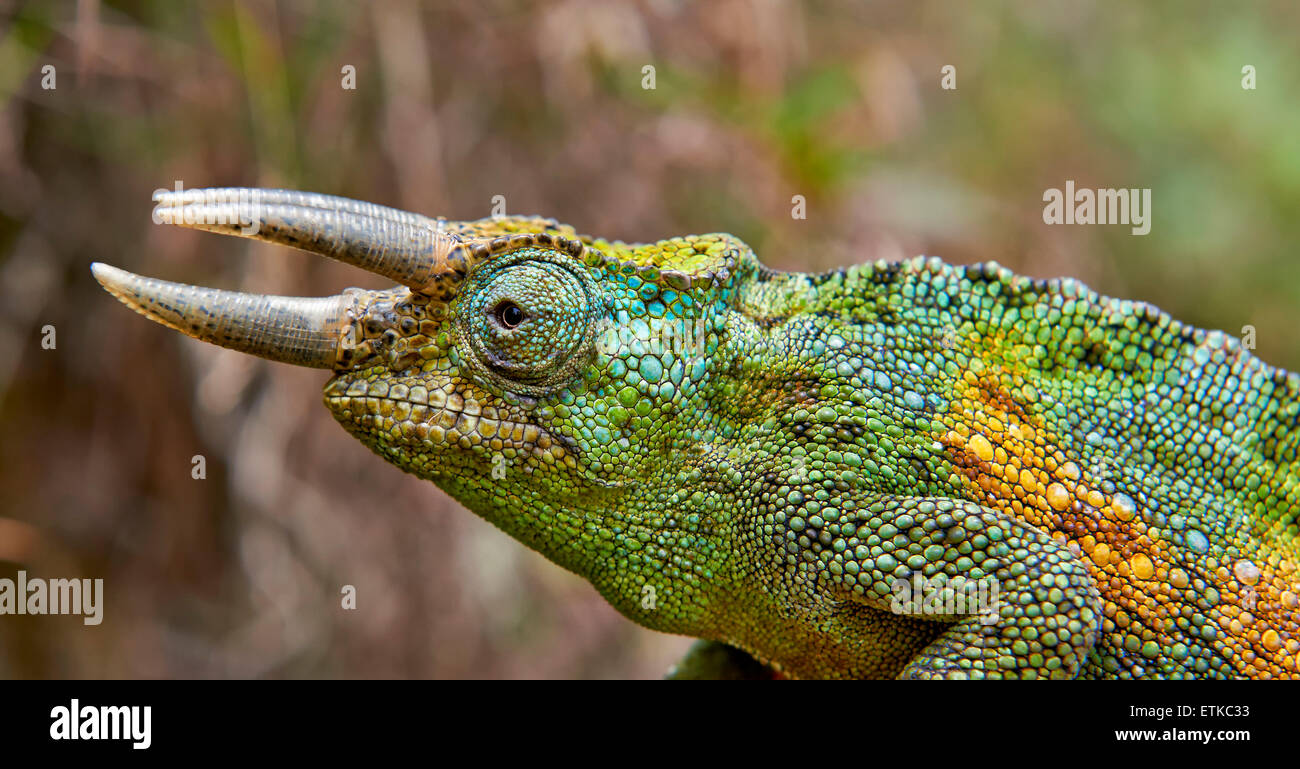 Jackson's three-horned chameleon, Trioceros jacksonii, Bwindi ...