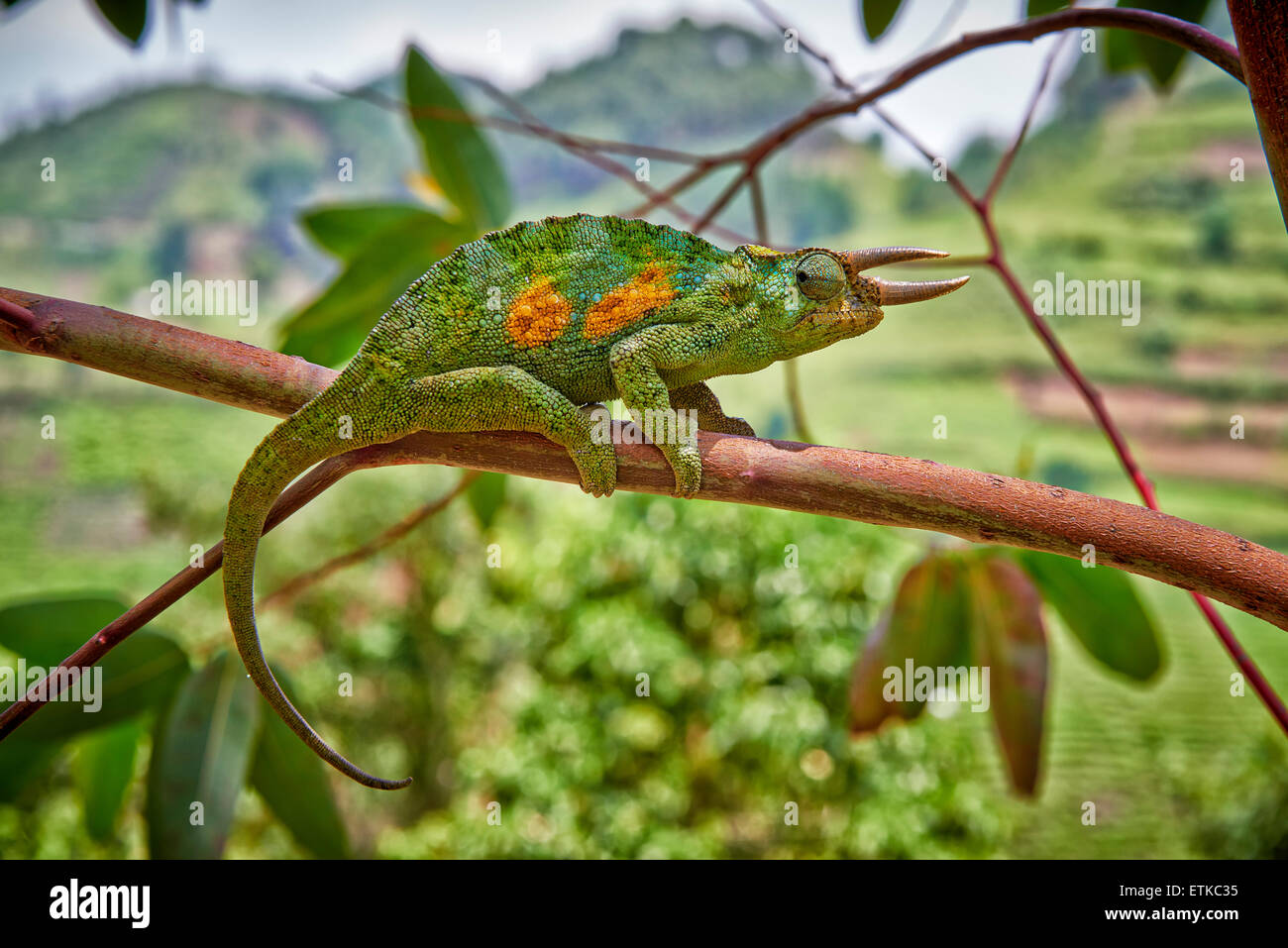 Dreihornchamaeleon hi-res stock photography and images - Alamy