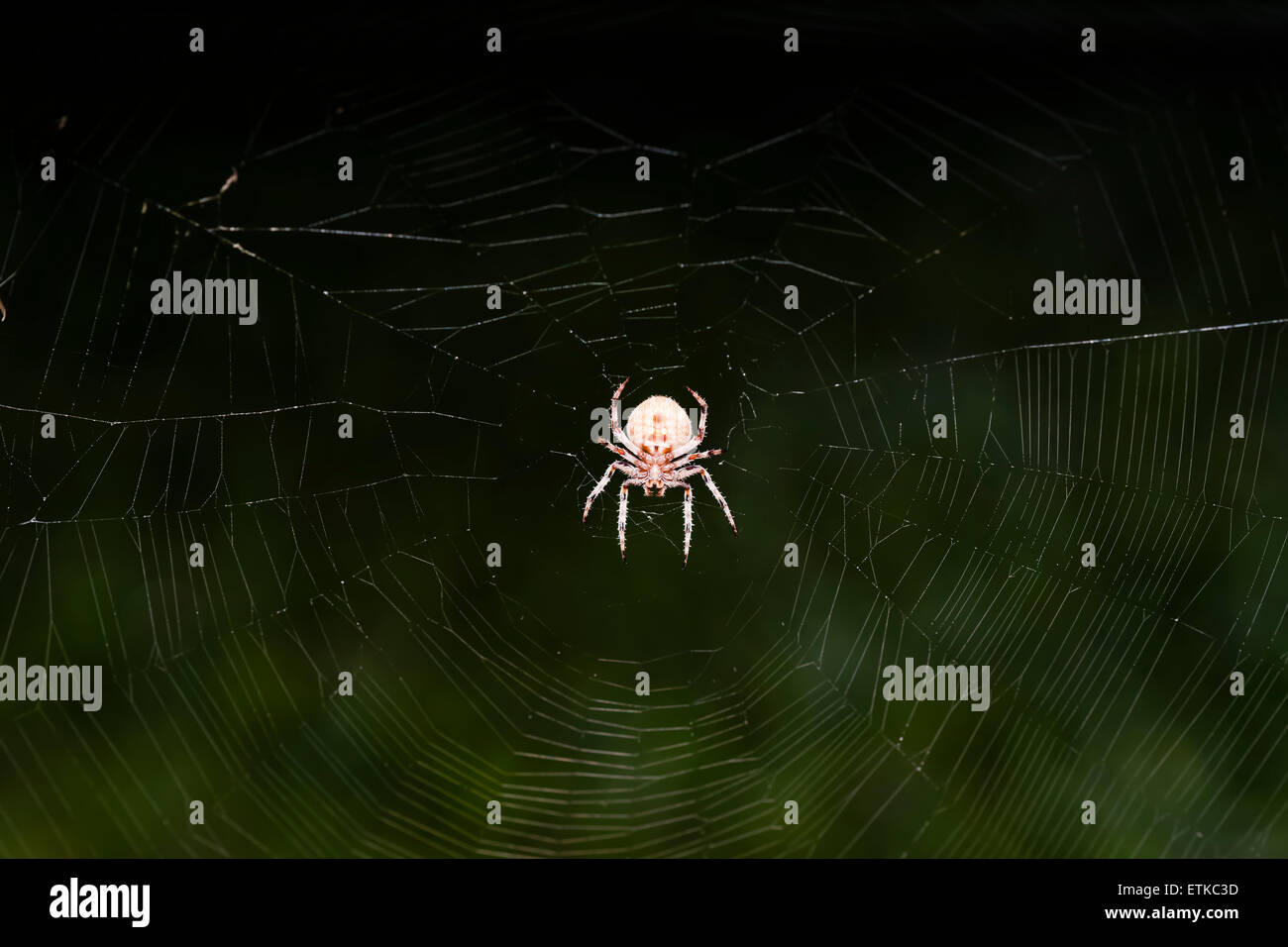 Spider at night Stock Photo - Alamy