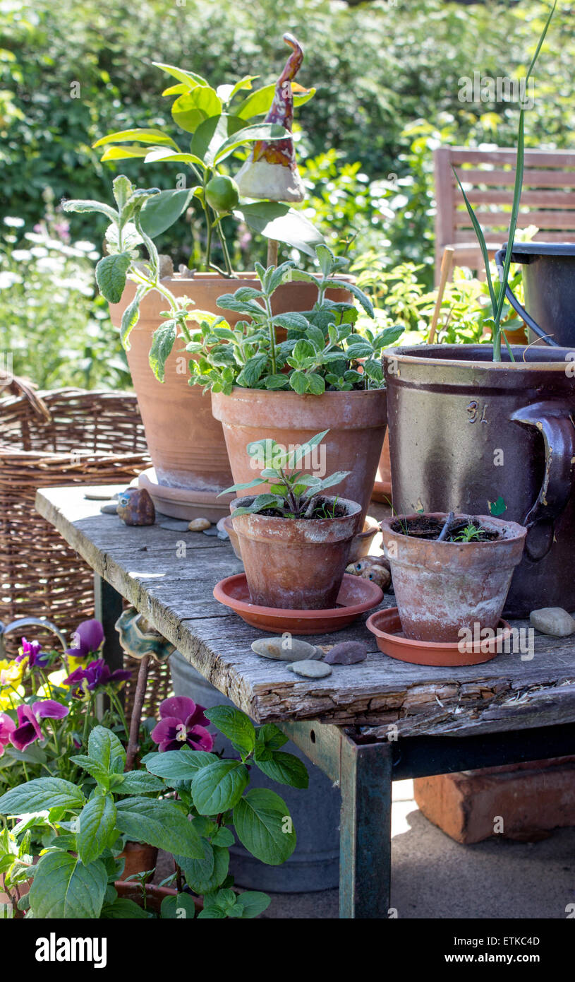 Flower pots with herbs, vegetables and flowers on the terrace Stock ...