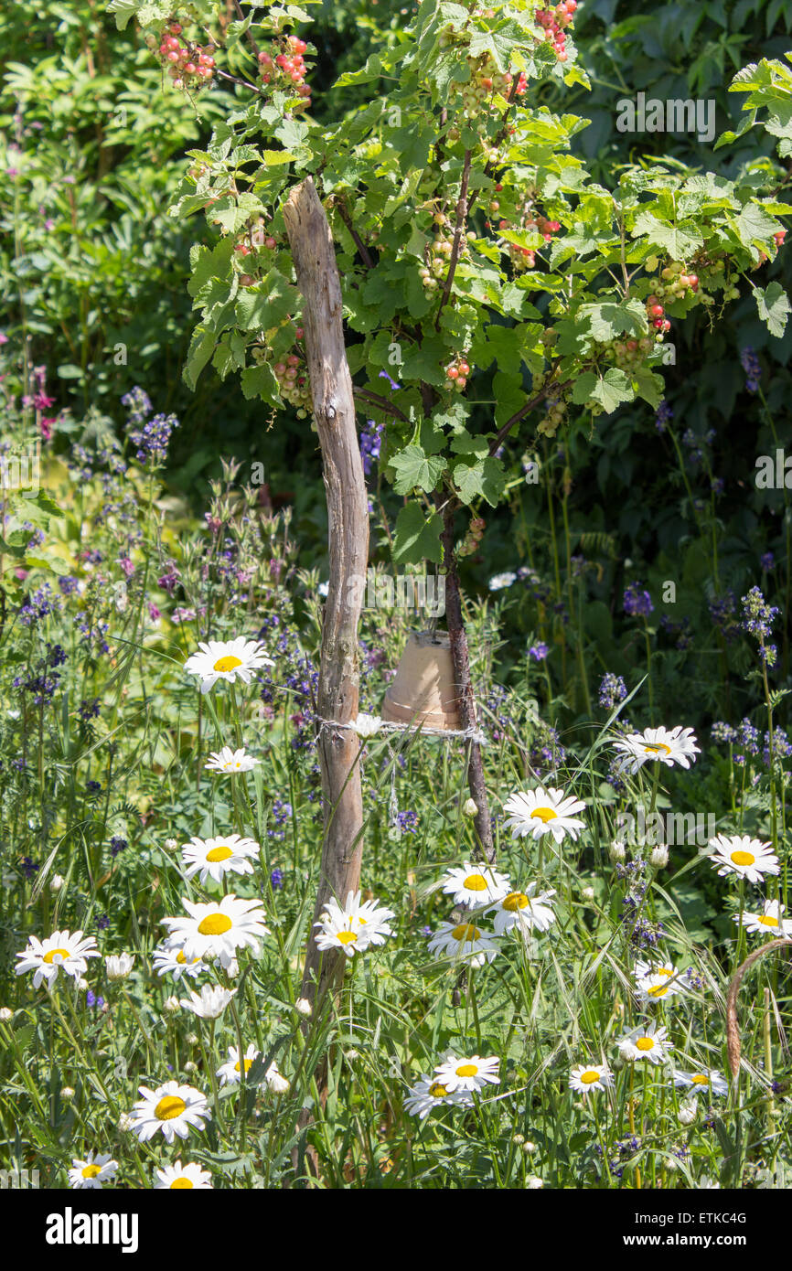 Standard bush hi-res stock photography and images - Alamy