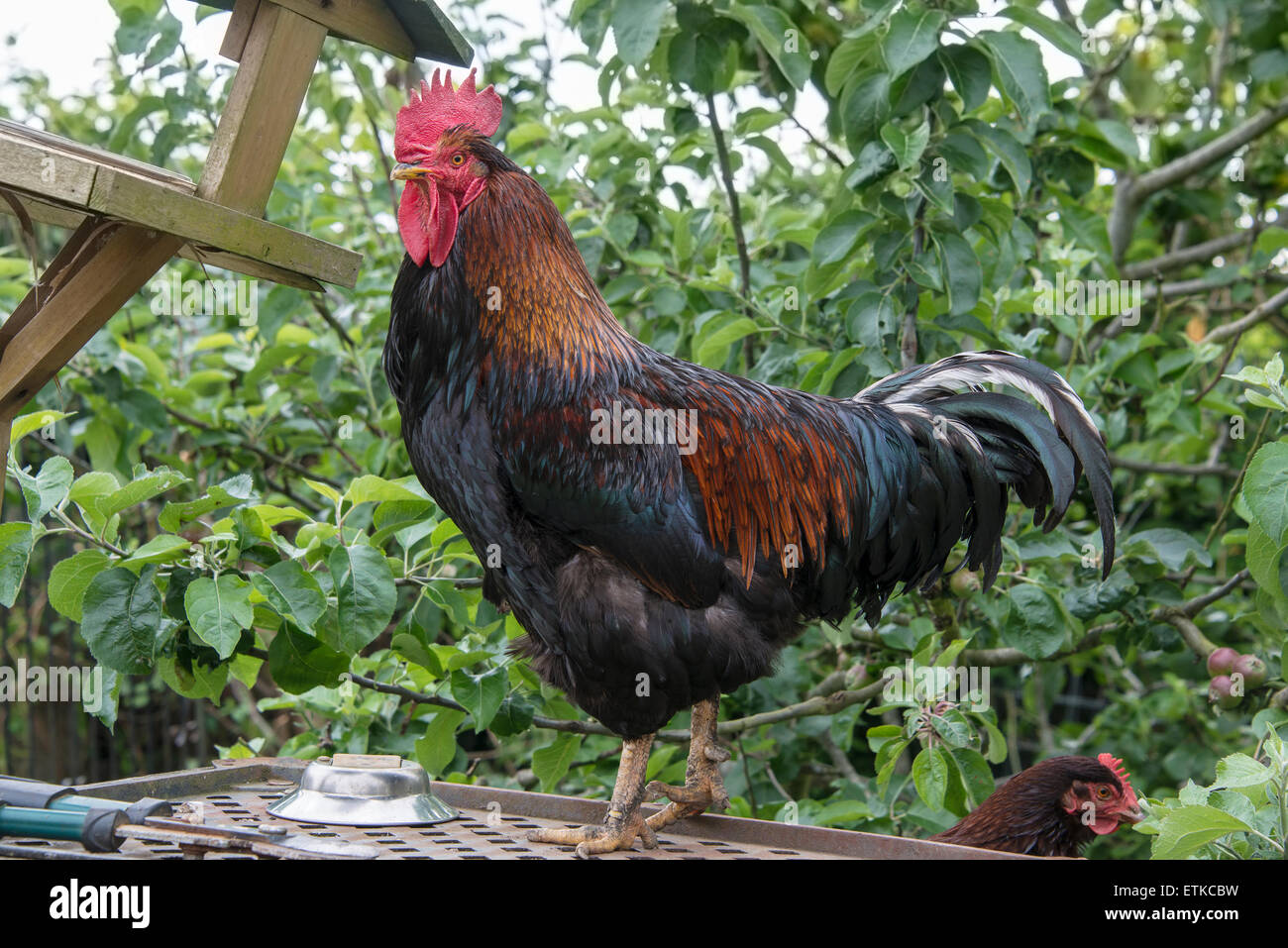 Handsome black-rock cockerel standing on a garden table Stock Photo - Alamy
