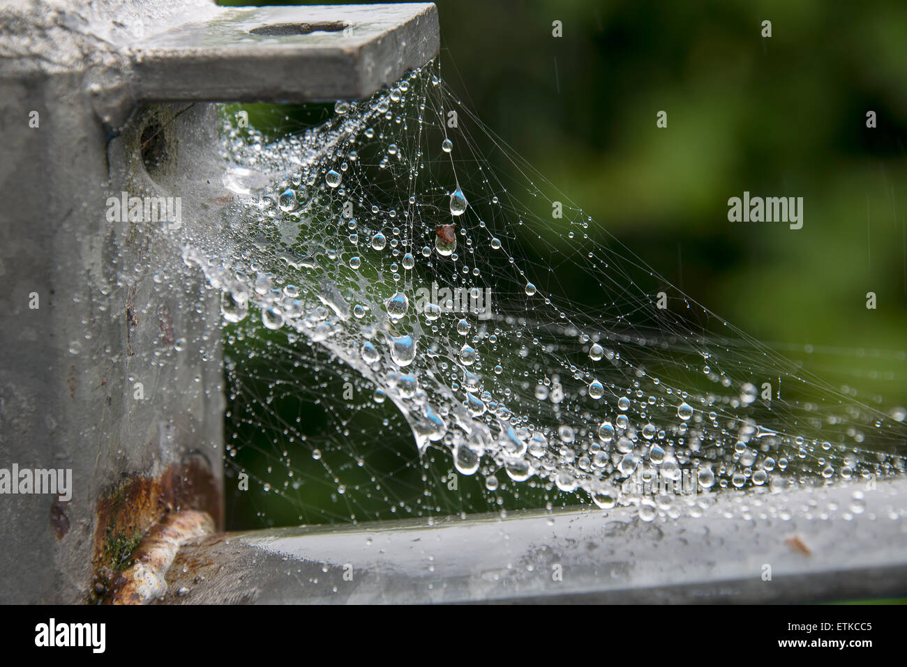A spiders web covered in rain droplets Stock Photo - Alamy