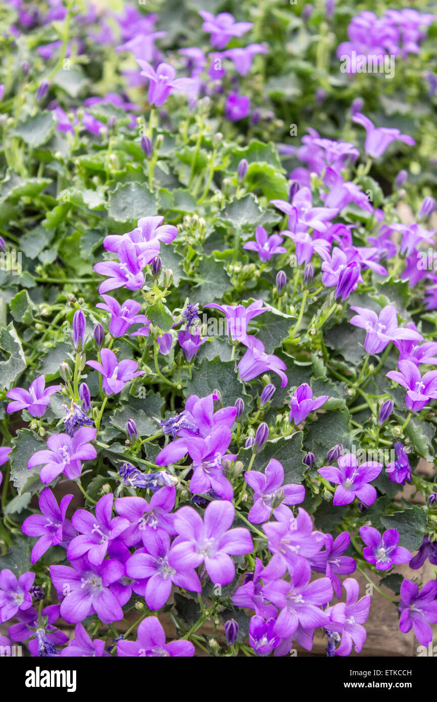 Small bellflower hi-res stock photography and images - Alamy