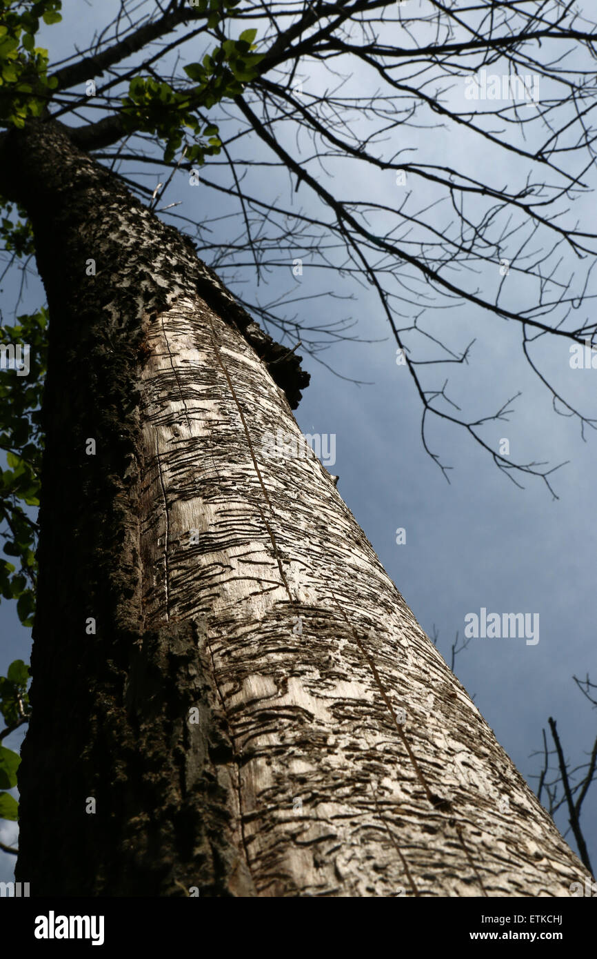 Emerald ash borer damage hi-res stock photography and images - Alamy