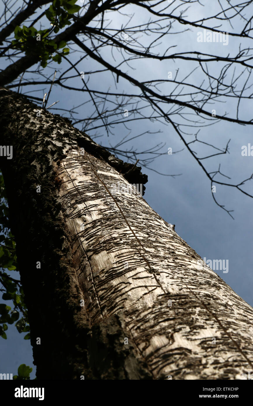 Ash tree killed by Emerald ash borer Cincinnati Ohio Stock Photo - Alamy