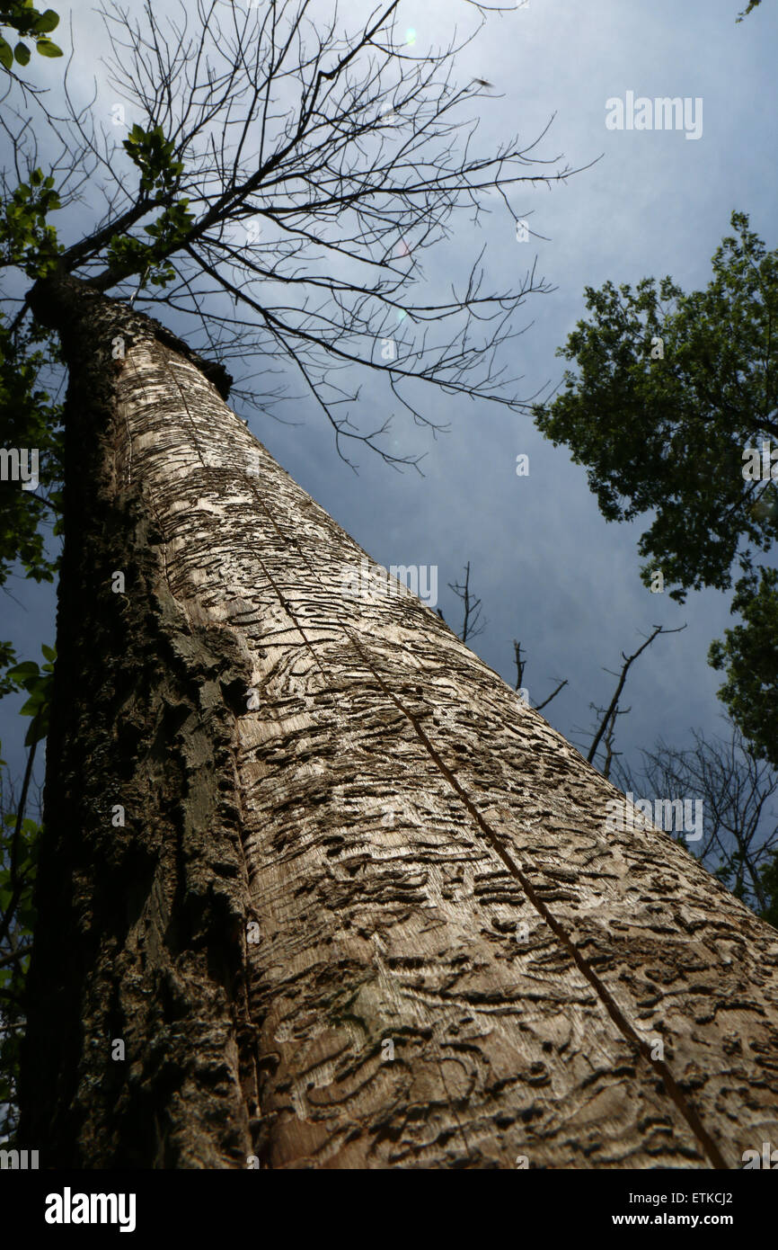 Emerald ash borer hi-res stock photography and images - Alamy