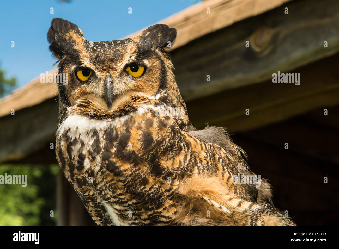 Angry for nature hi-res stock photography and images - Alamy