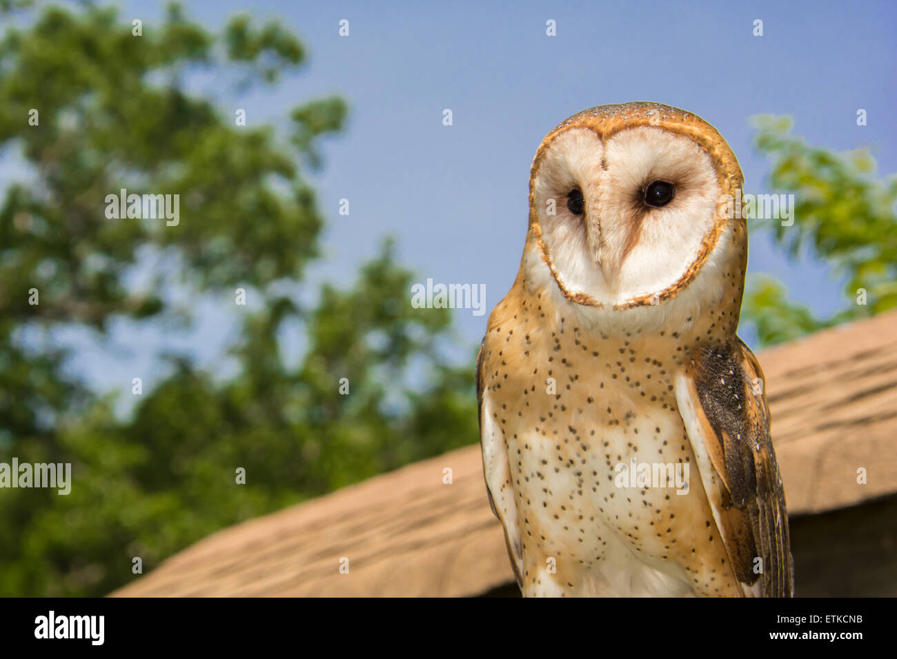 Scary owl hi-res stock photography and images - Alamy