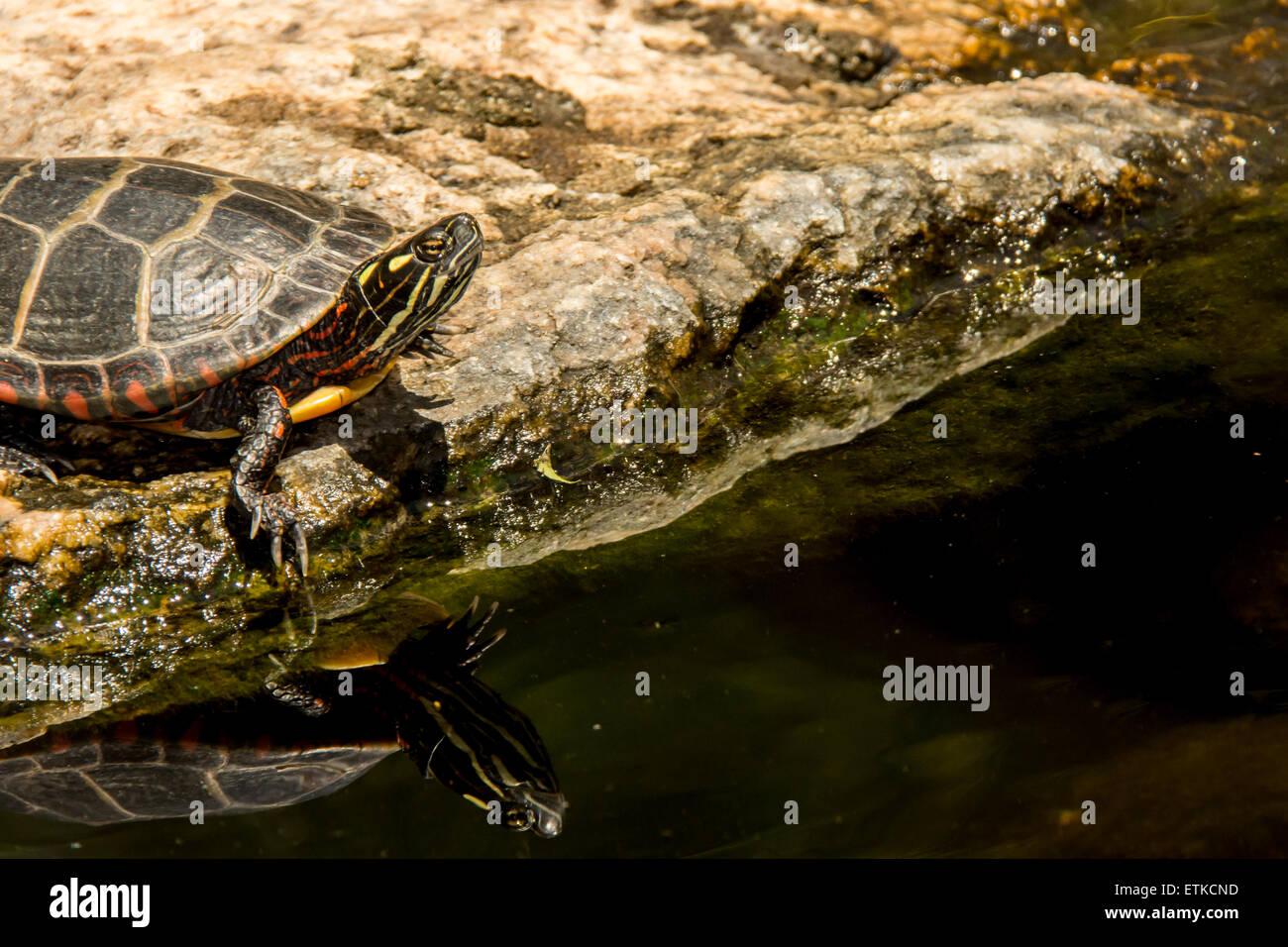 Eastern Painted Turtle Stock Photo - Alamy