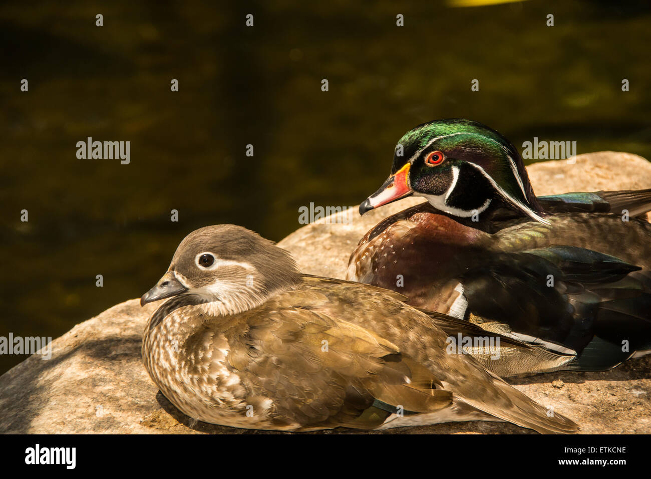 Wildlife male female wood ducks hi-res stock photography and images - Alamy