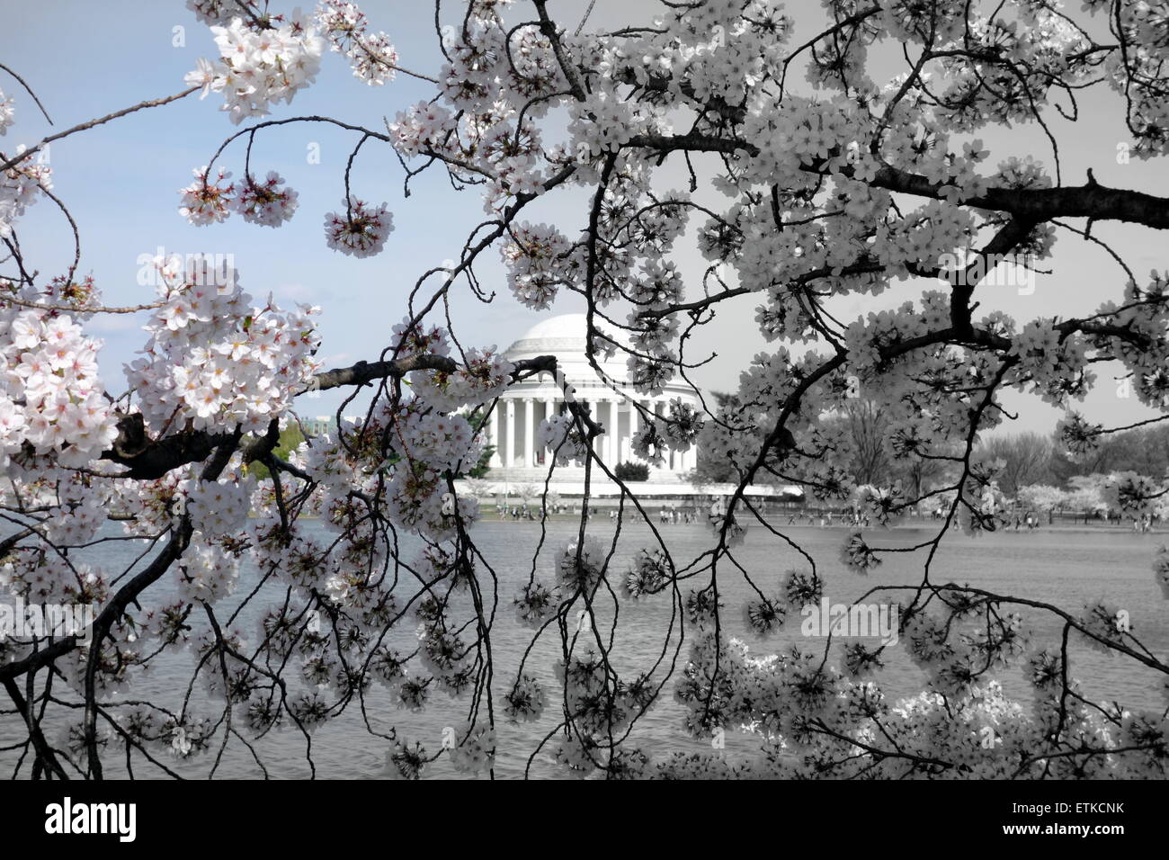 Jefferson Memorial behind cherry trees in Washington DC Stock Photo - Alamy
