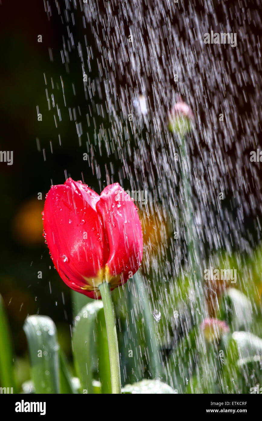 Water splashing on tulips Stock Photo - Alamy
