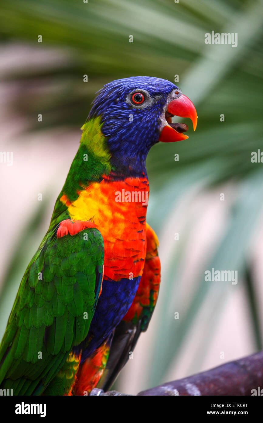 Colourful rainbow lorikeet parrot Stock Photo - Alamy