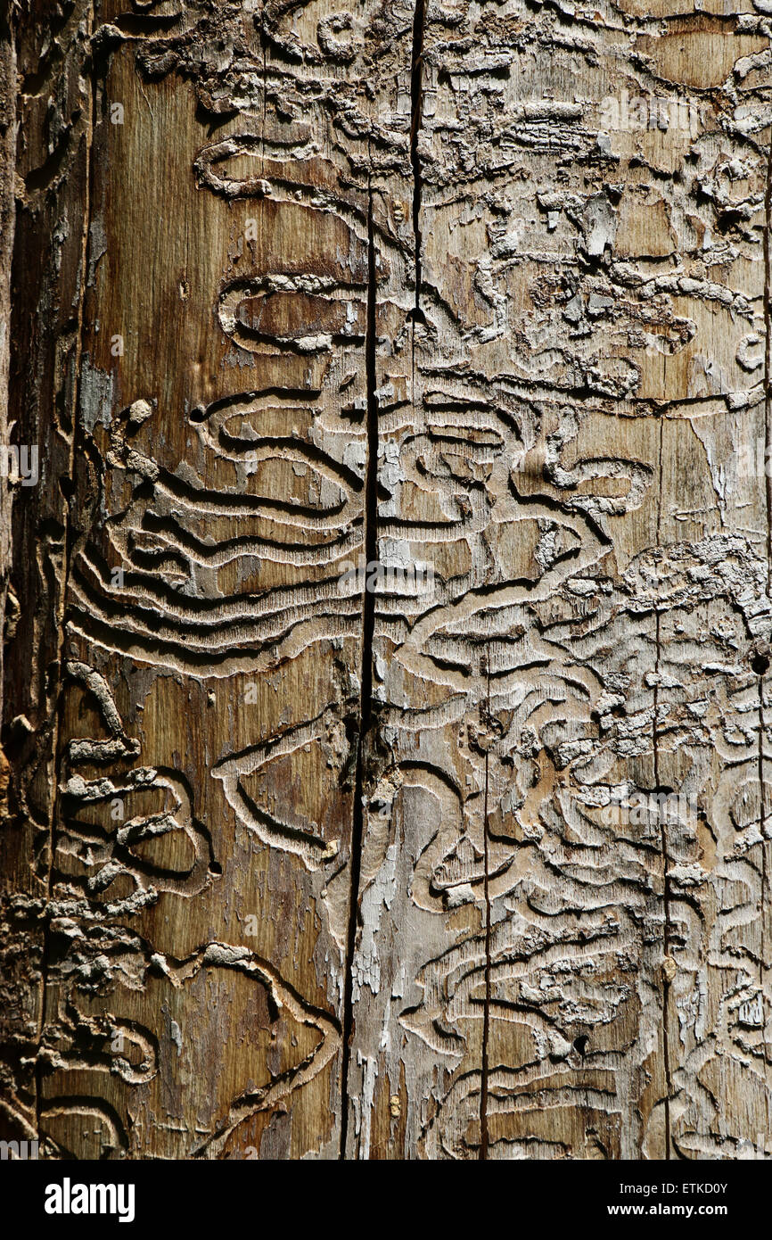 Emerald ash borer damage hi-res stock photography and images - Alamy