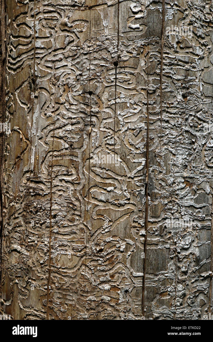 Ash tree killed by Emerald ash borer Cincinnati Ohio Stock Photo - Alamy