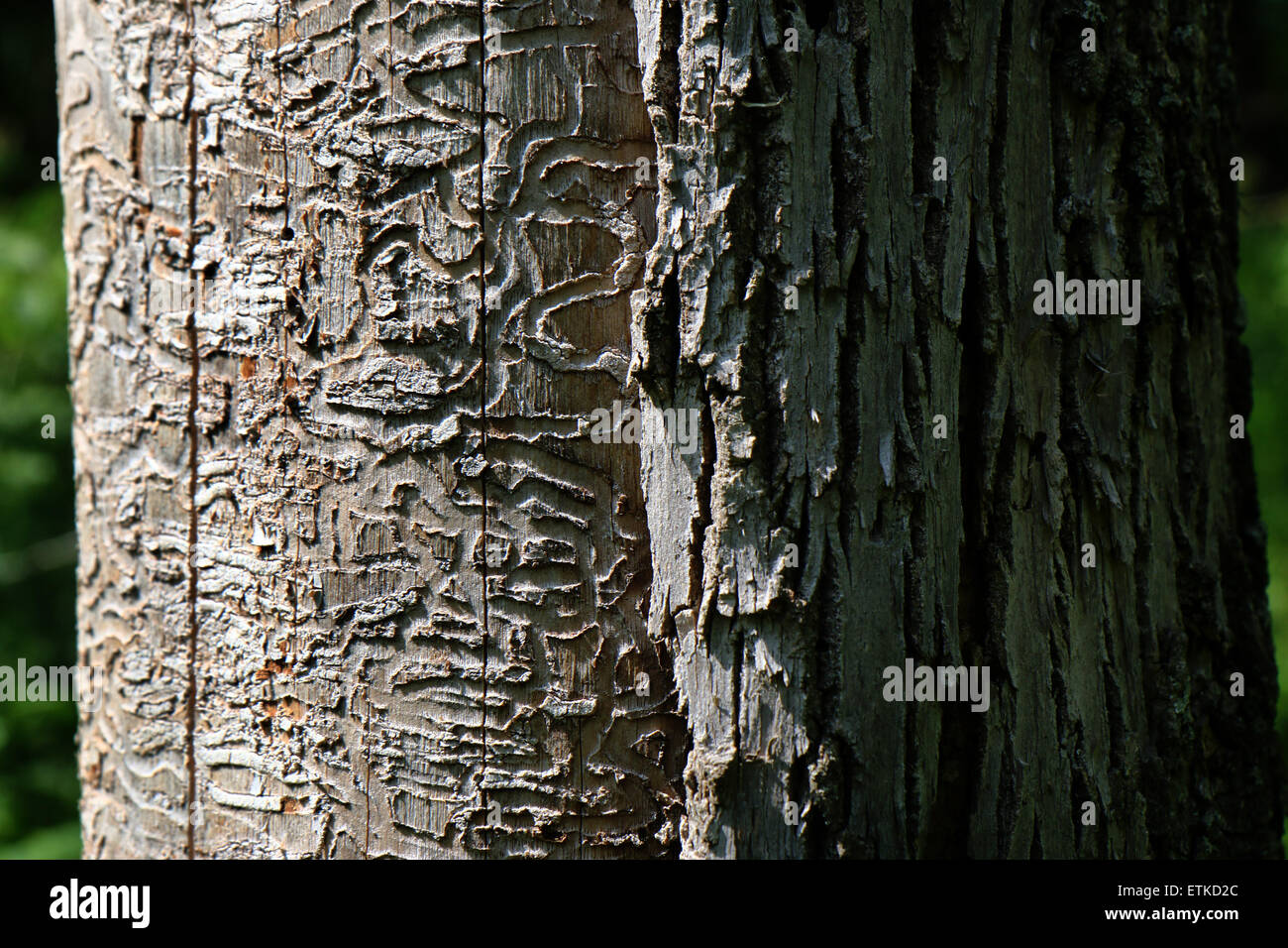 Emerald ash borer hi-res stock photography and images - Alamy