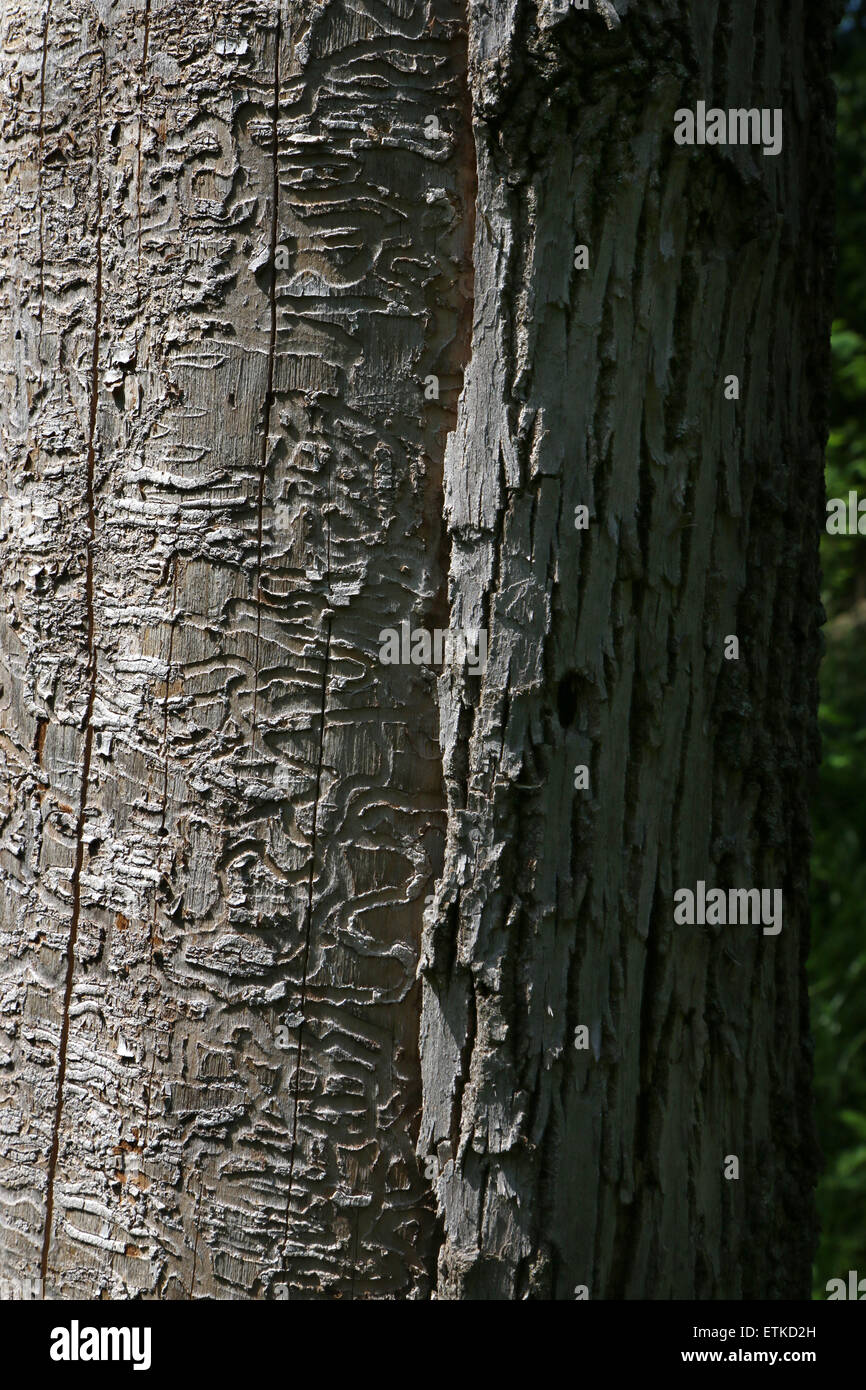 Ash tree killed by Emerald ash borer Cincinnati Ohio Stock Photo - Alamy