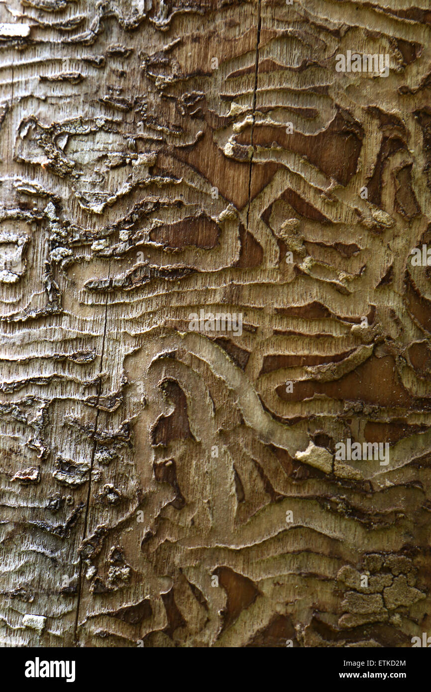 Ash tree killed by Emerald ash borer Cincinnati Ohio Stock Photo - Alamy