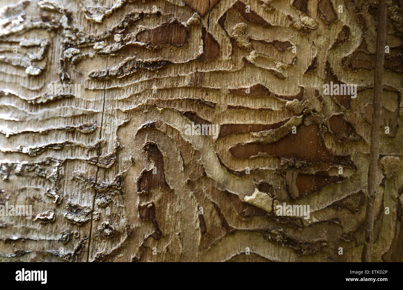 Ash tree killed by Emerald ash borer Cincinnati Ohio Stock Photo - Alamy