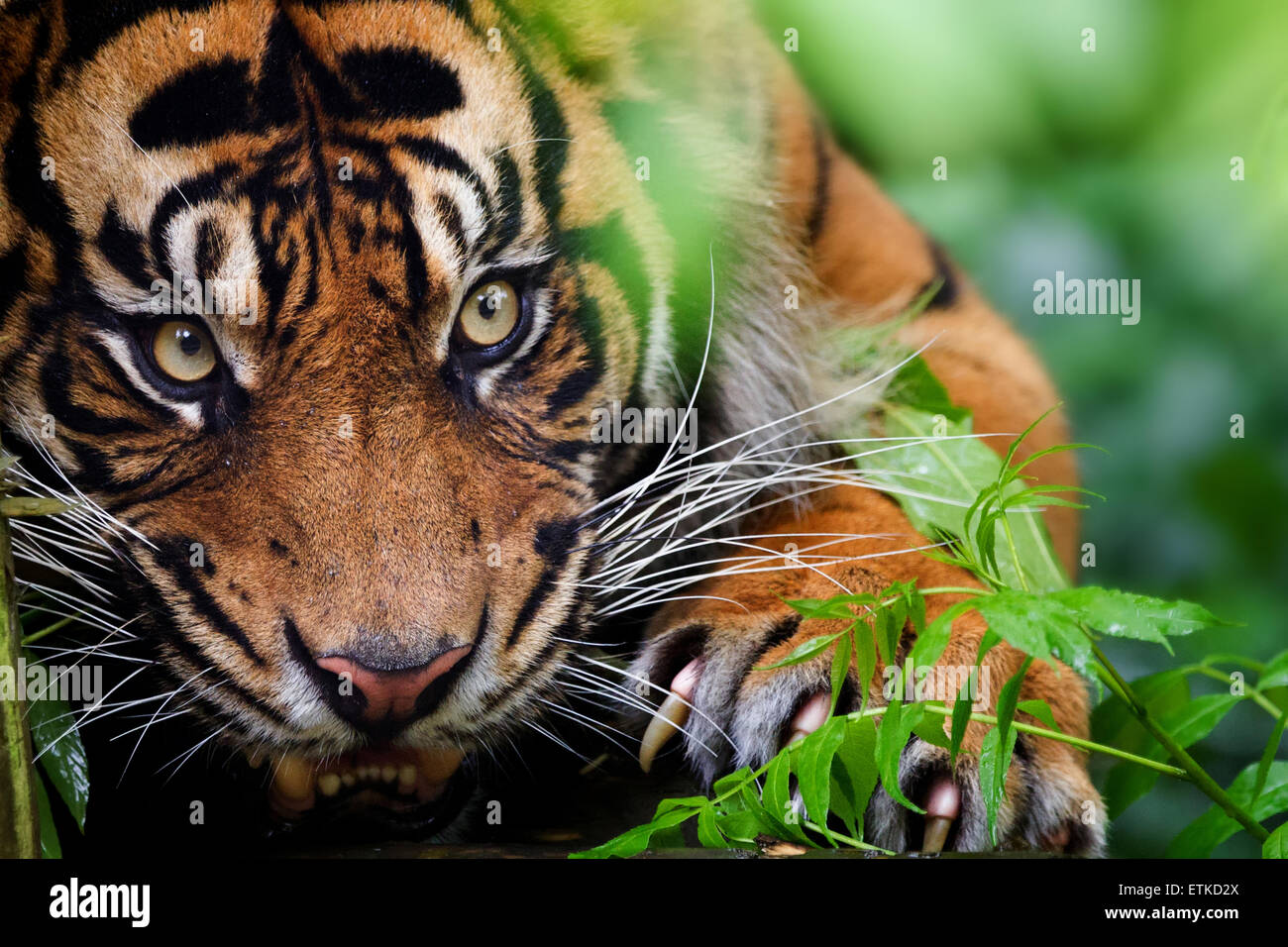 Tiger snarl hi-res stock photography and images - Alamy